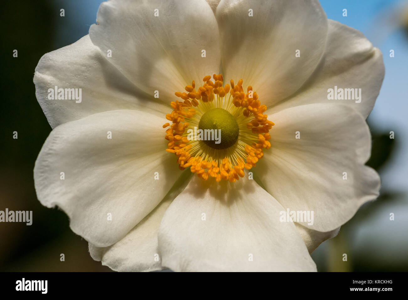 Big White Flower High Resolution Stock Photography and Images - Alamy