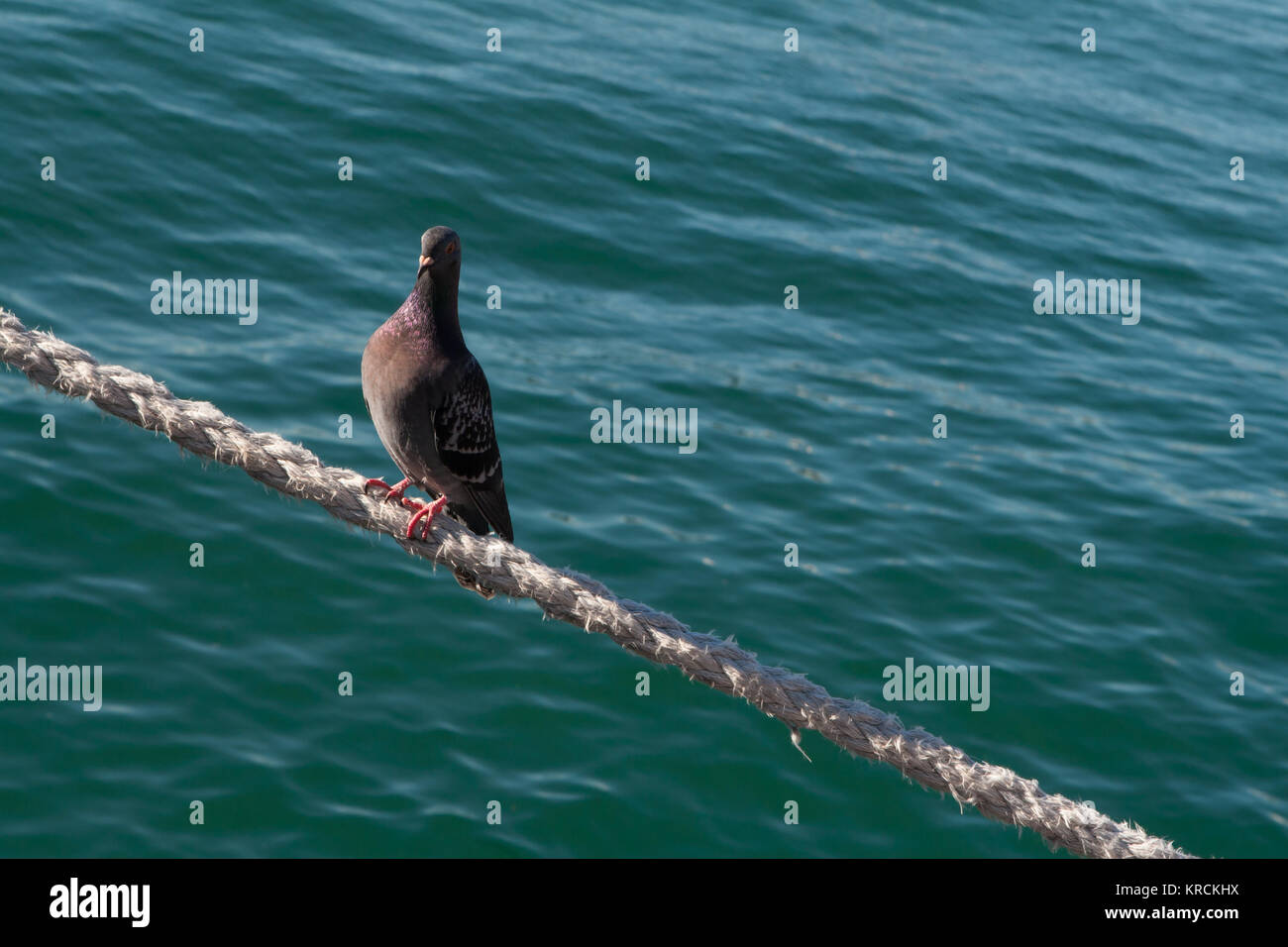 Pigeon resting on the rope over the water background Stock Photo - Alamy