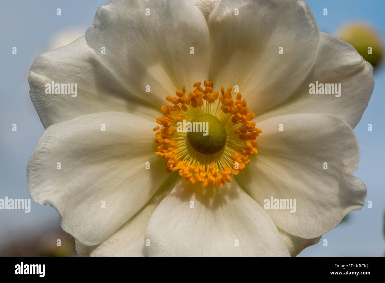 Big white flower on a green field of the park Stock Photo - Alamy