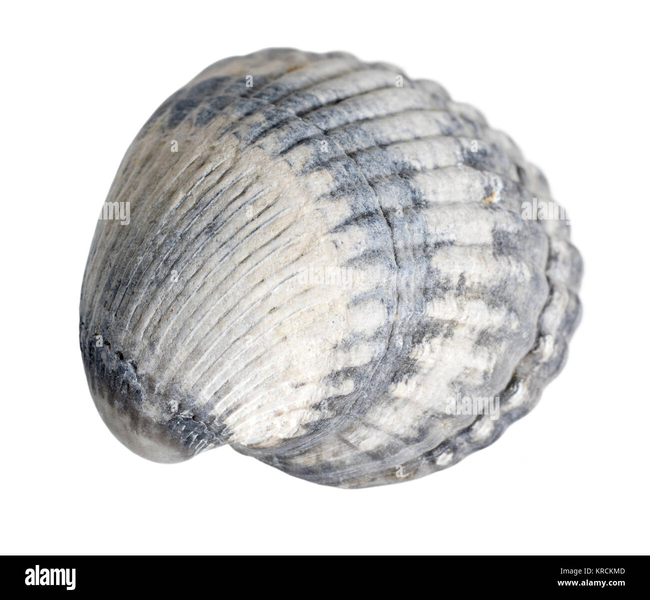 Seemuschel Cut Out Stock Images & Pictures - Alamy