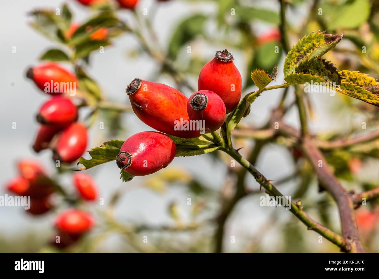 Red rose hips on the green field of the park Stock Photo - Alamy