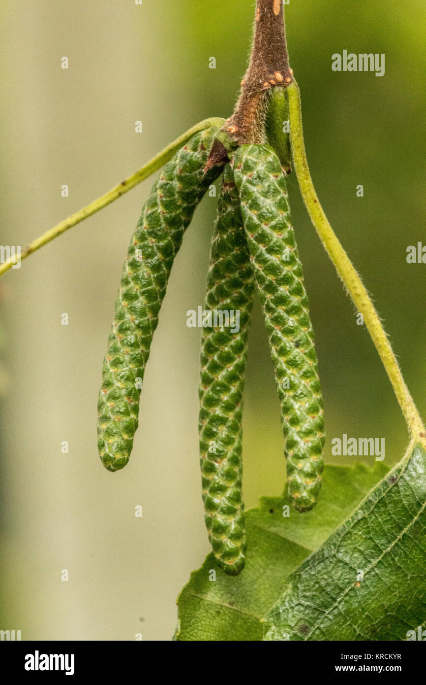 Samen hi-res stock photography and images - Alamy