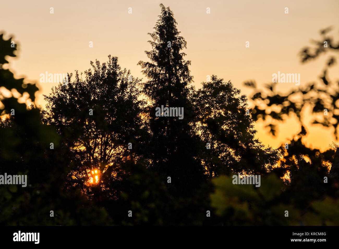 Sunrise with yellow sky and the dark trees of the forest Stock Photo ...