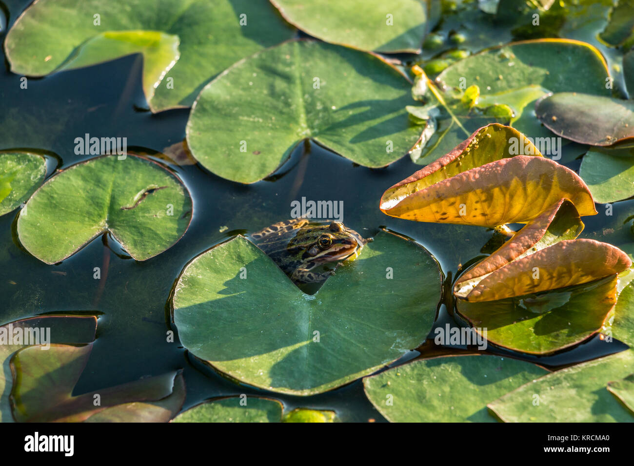 Frog jumping into water hi-res stock photography and images - Alamy