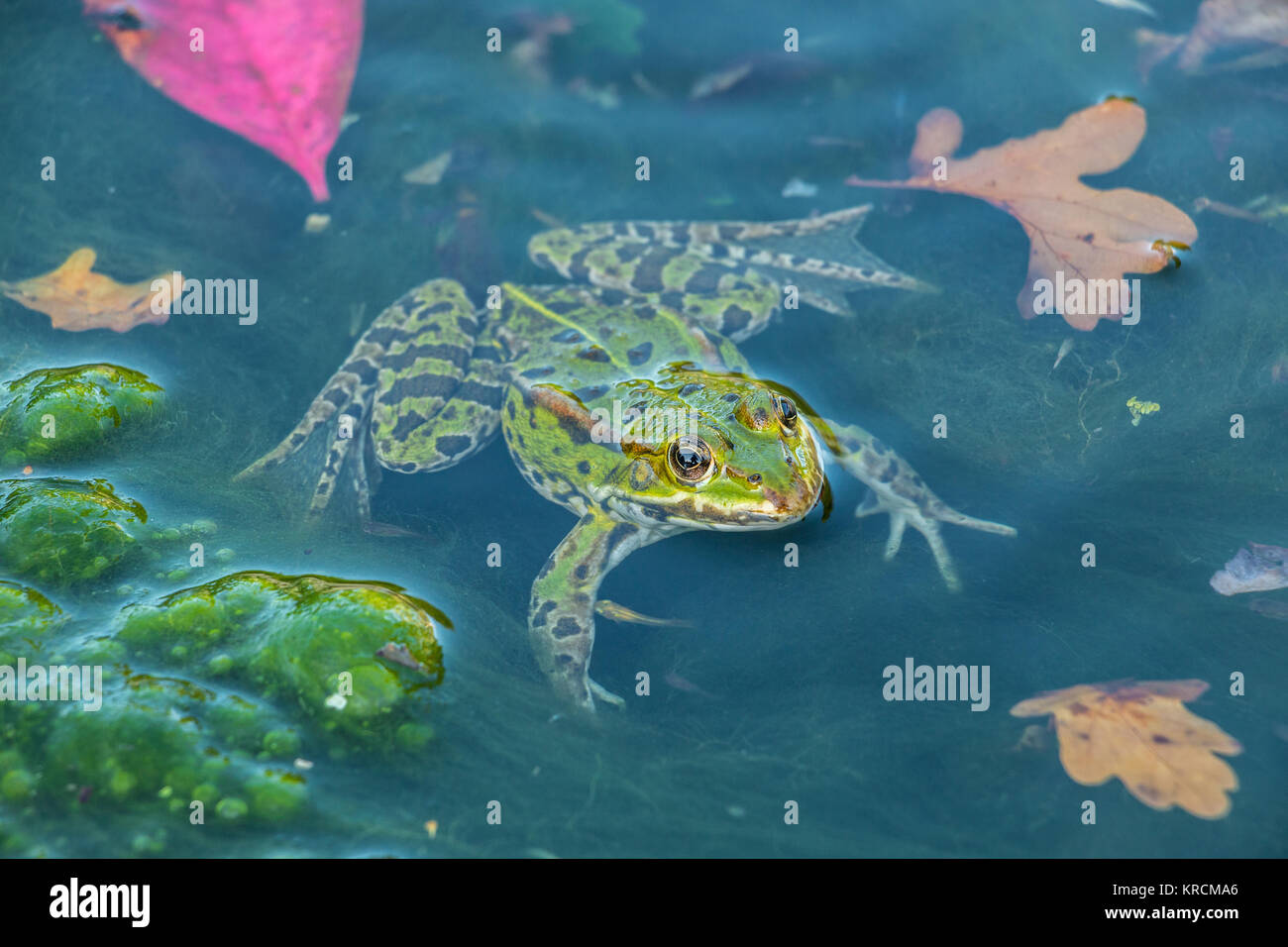 Green frog in the water full of frogspawn Stock Photo - Alamy