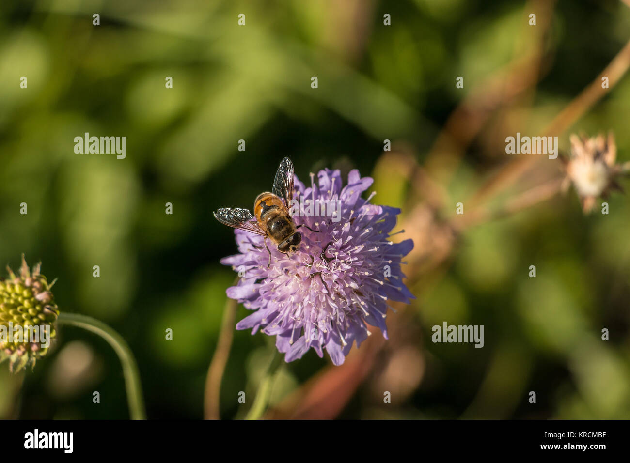 Fly on violet flower on the green field of the park Stock Photo - Alamy