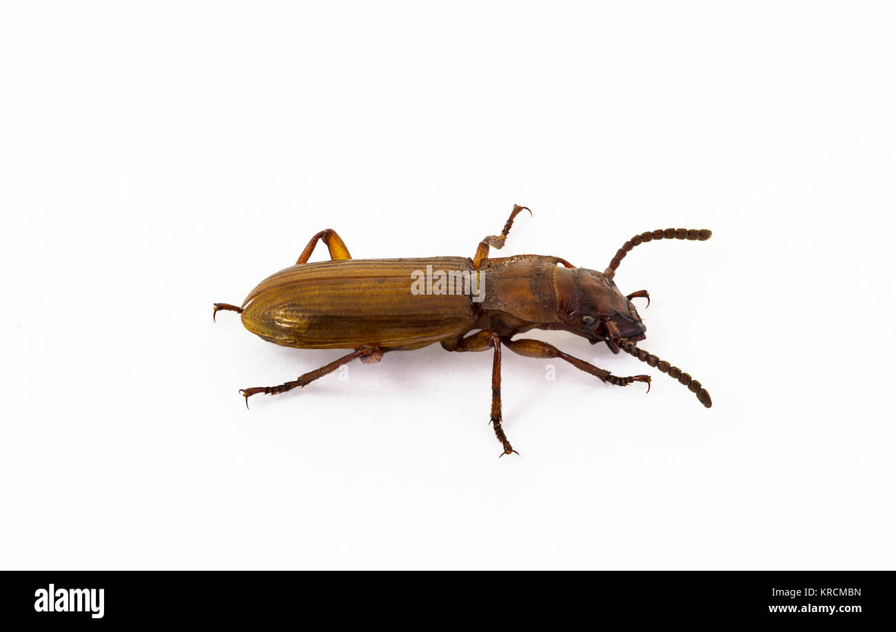 Bug view Cut Out Stock Images & Pictures - Alamy