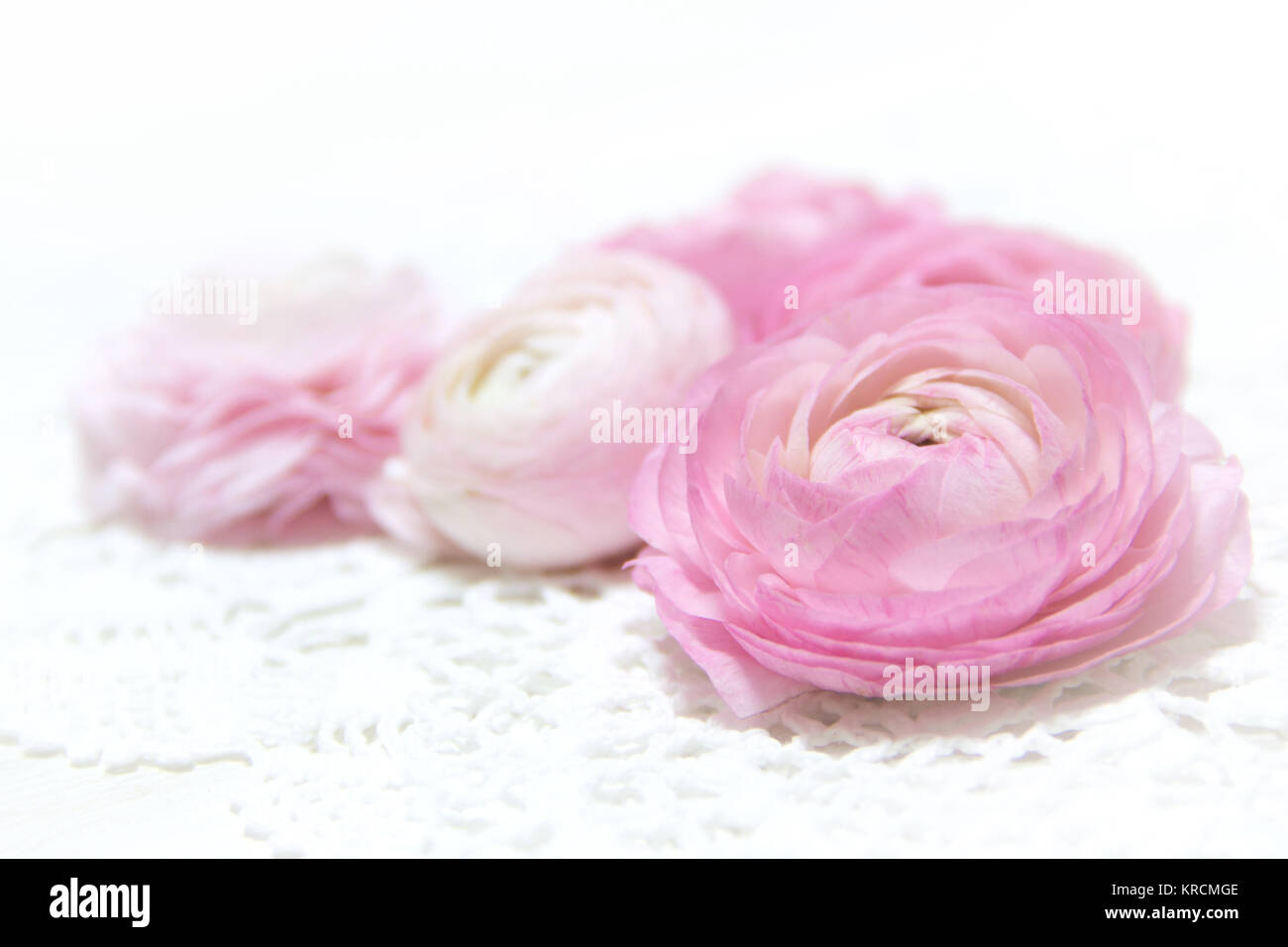Pastel pink ranunculus Cut Out Stock Images & Pictures - Alamy