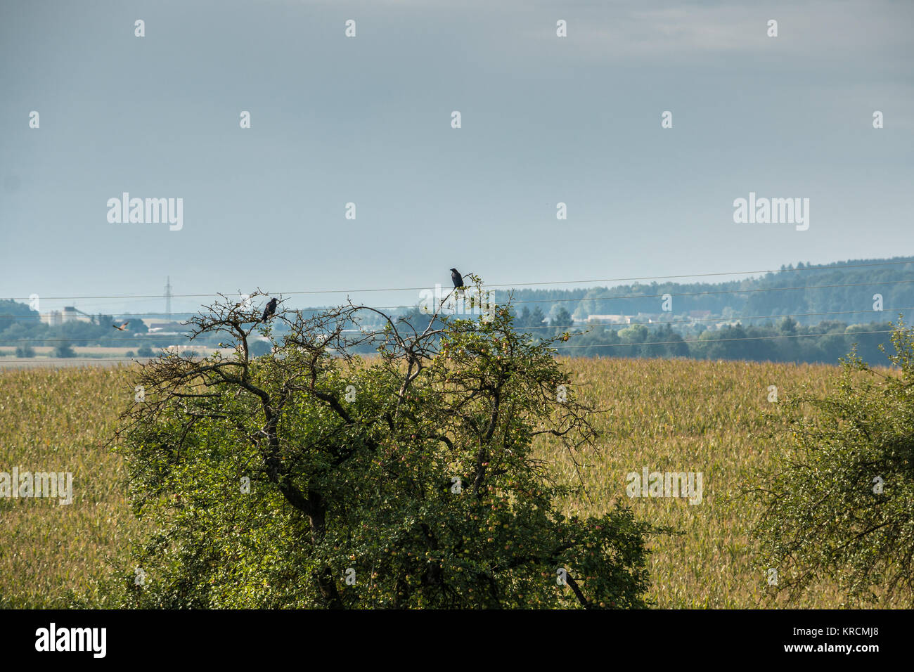 Crows and ravens hi-res stock photography and images - Alamy