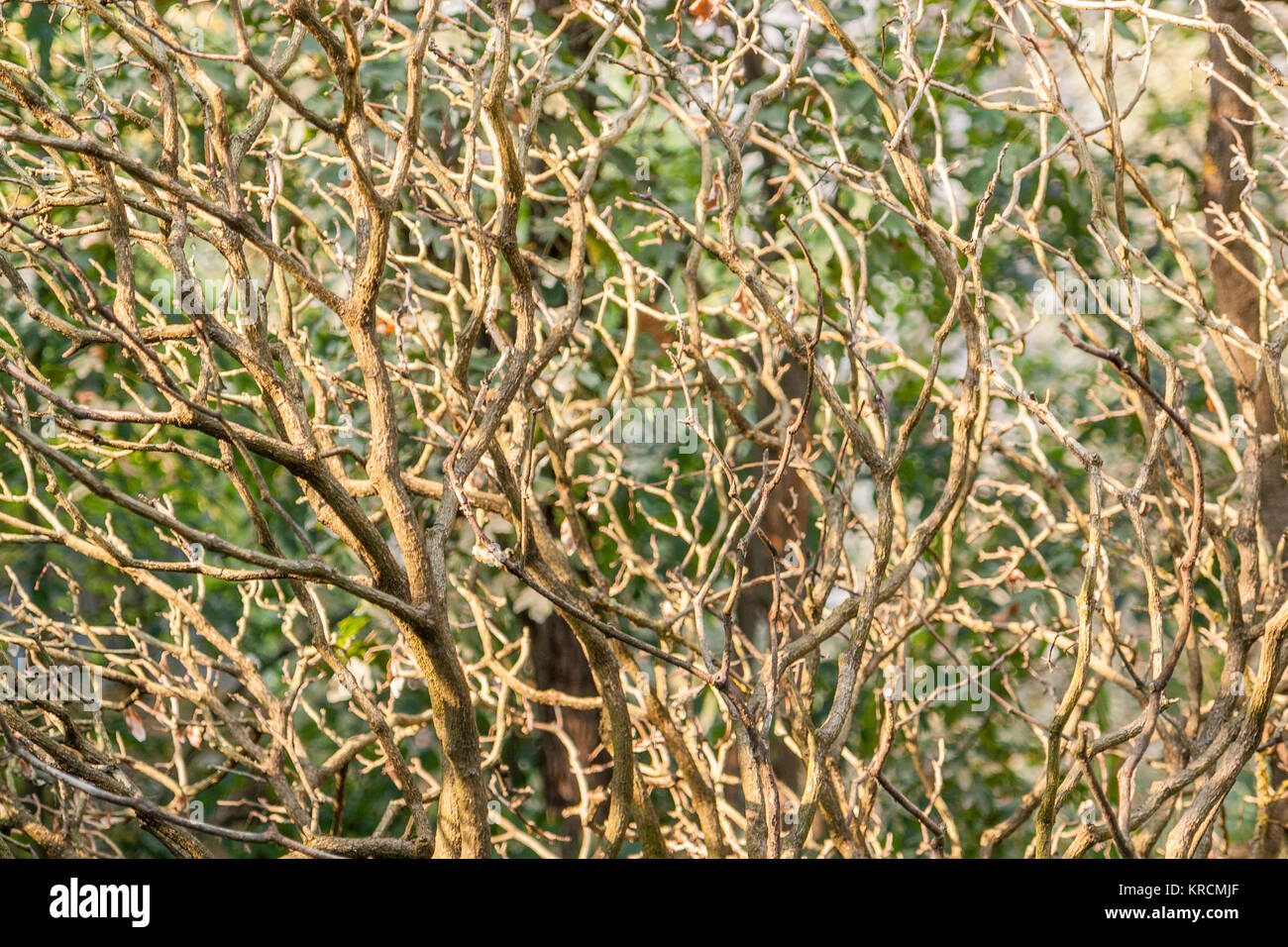 full frame twigs background in natural ambiance Stock Photo - Alamy