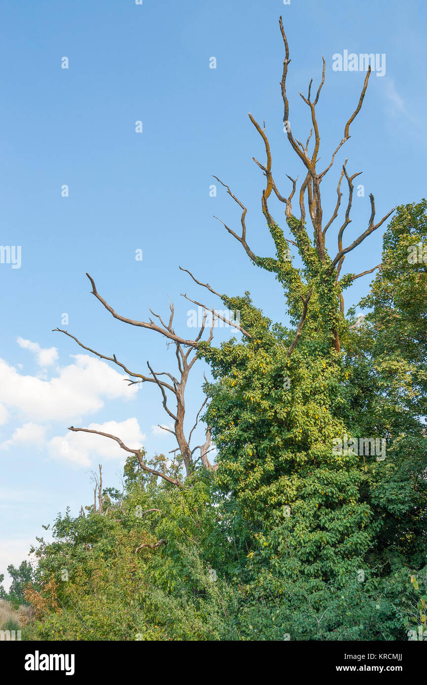 dead trees overgrown with climbing plants Stock Photo - Alamy