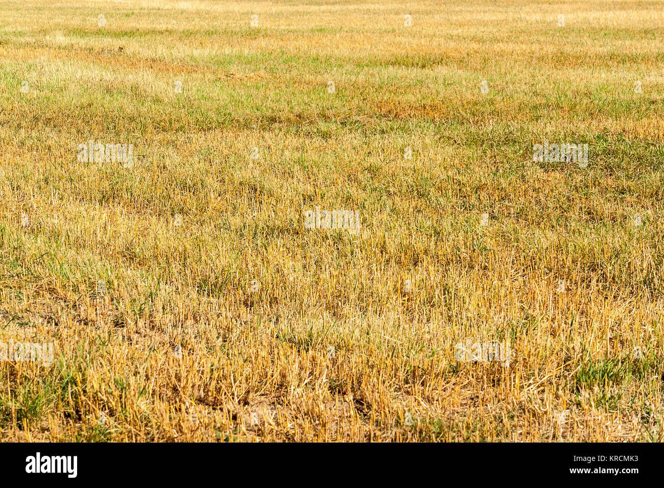full frame stubble field Stock Photo - Alamy