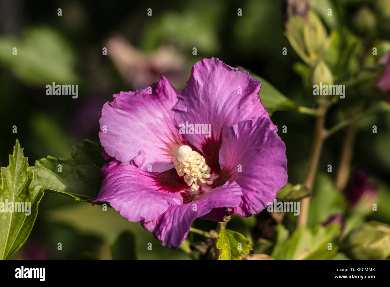 Violet flower on the green field of the park Stock Photo - Alamy