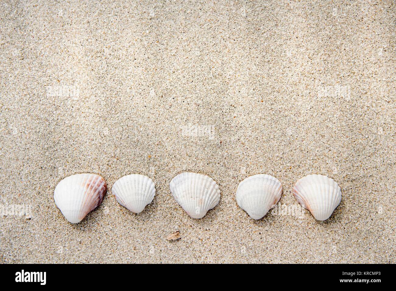 Sea shells on sand Stock Photo - Alamy