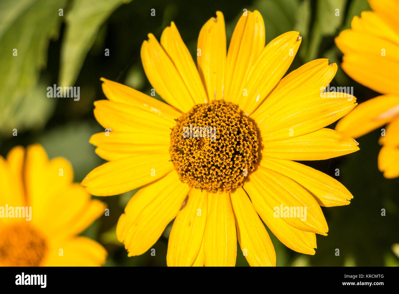 Yellow flower on the green field of the park Stock Photo - Alamy