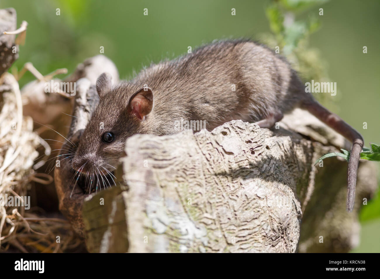 Mouse foraging hi-res stock photography and images - Alamy