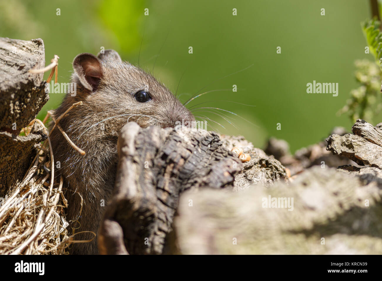 Mouse foraging hi-res stock photography and images - Alamy