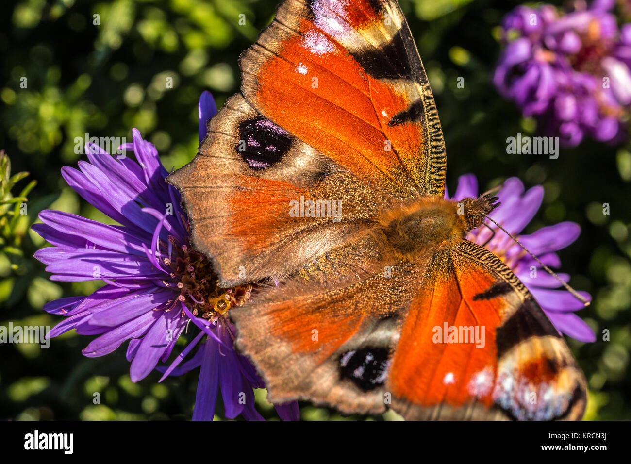 Butterfly on violet flower on the green field of the park Stock Photo ...
