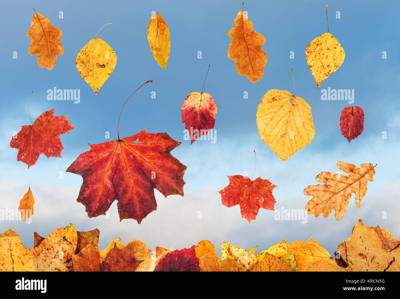 falling autumn leaves and sky with rain clouds Stock Photo - Alamy