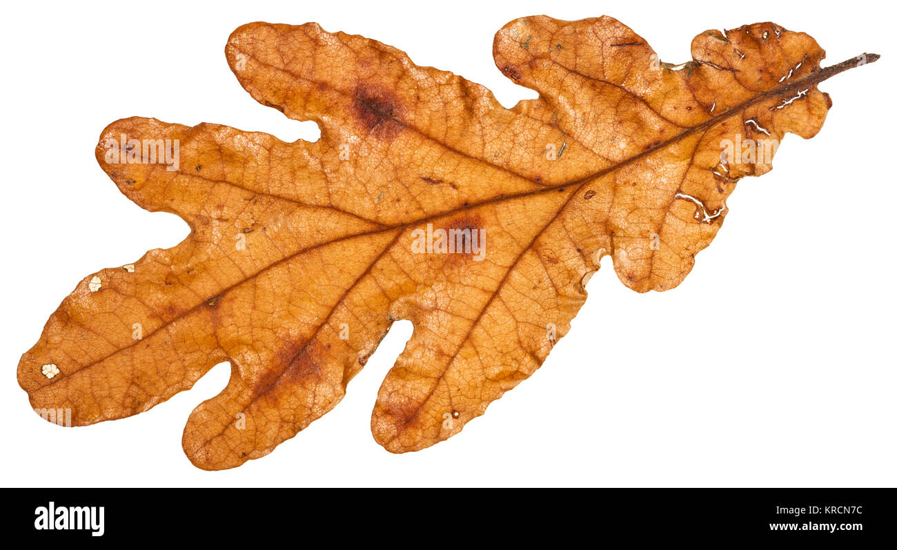 brown autumn leaf of oak tree isolated Stock Photo - Alamy
