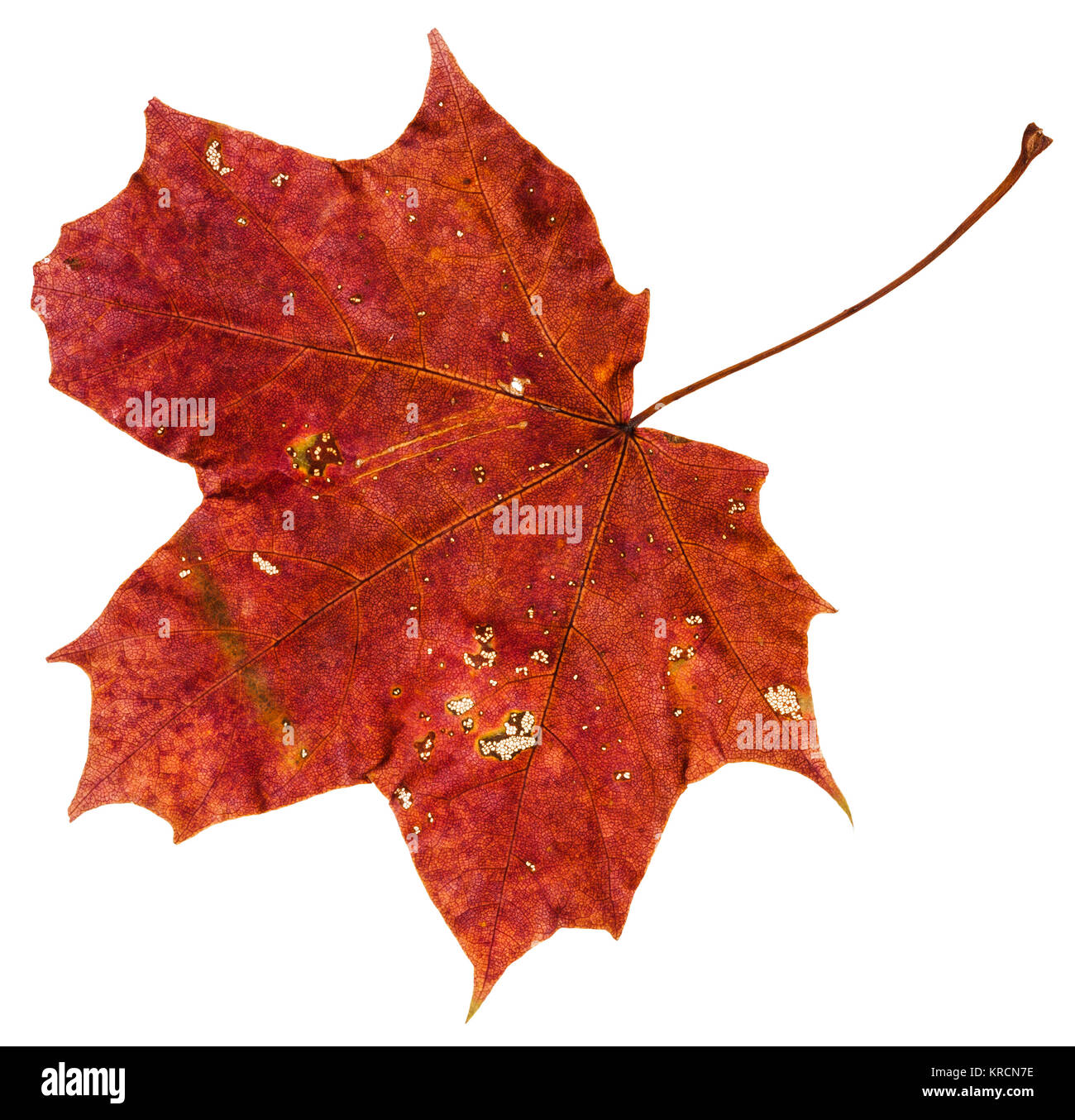 red brown autumn leaf of maple tree isolated Stock Photo - Alamy