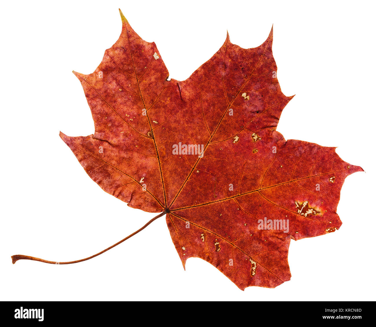 Fallen tree detail Cut Out Stock Images & Pictures - Alamy