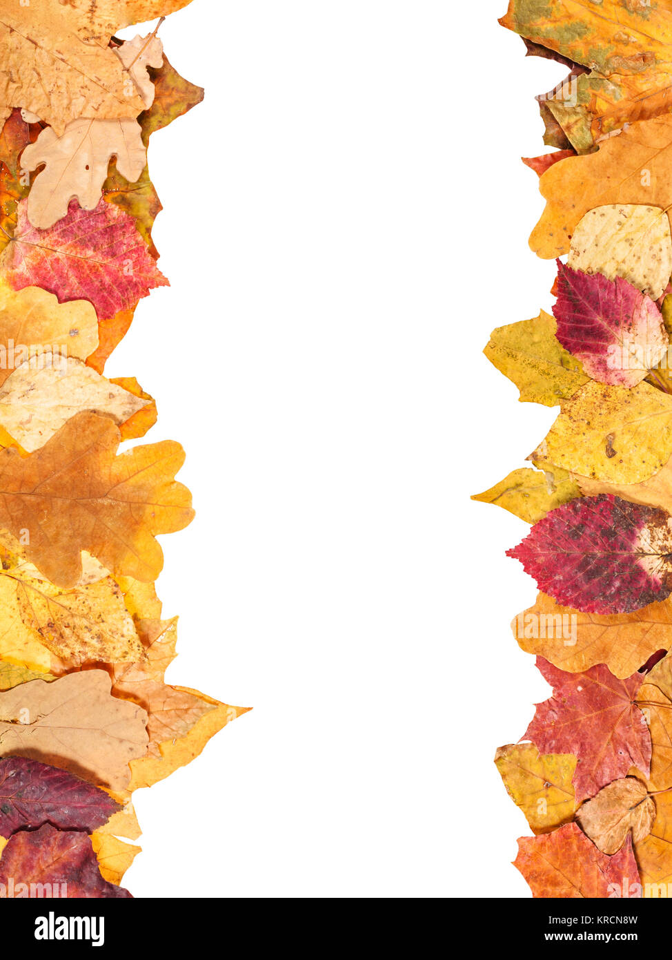 Various autumn leaves two hi-res stock photography and images - Alamy