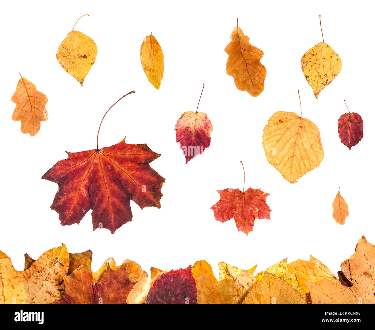 Collage of oak and maple leaves hi-res stock photography and images - Alamy