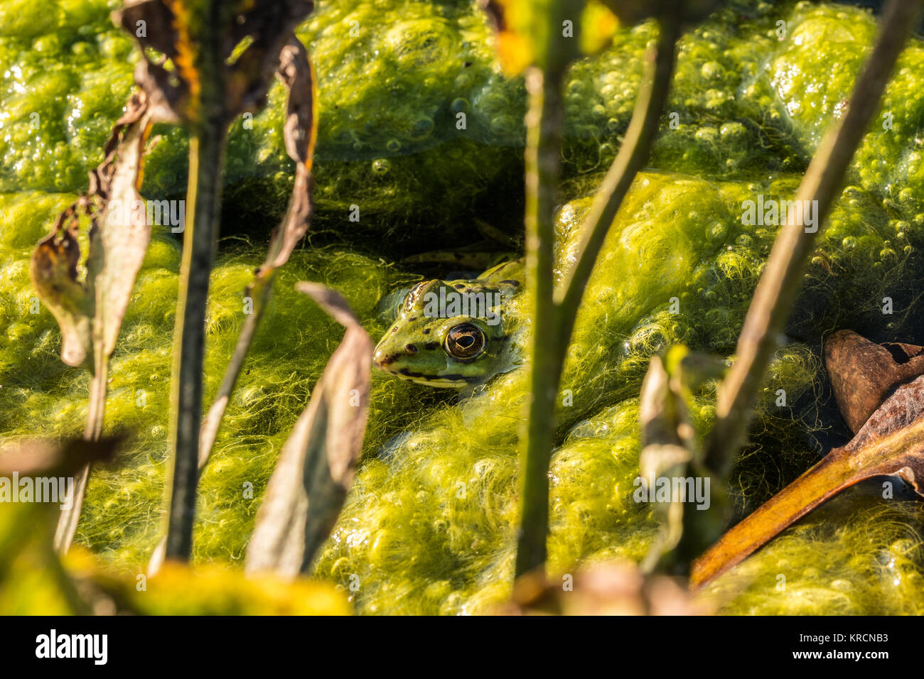 Green frog in the water full of frogspawn Stock Photo - Alamy