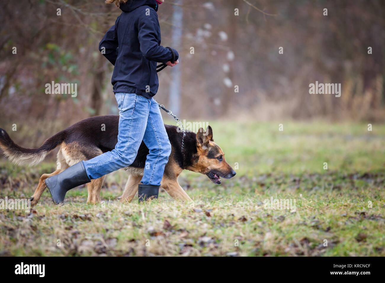 Master and her obedient (German shepherd) dog Stock Photo - Alamy
