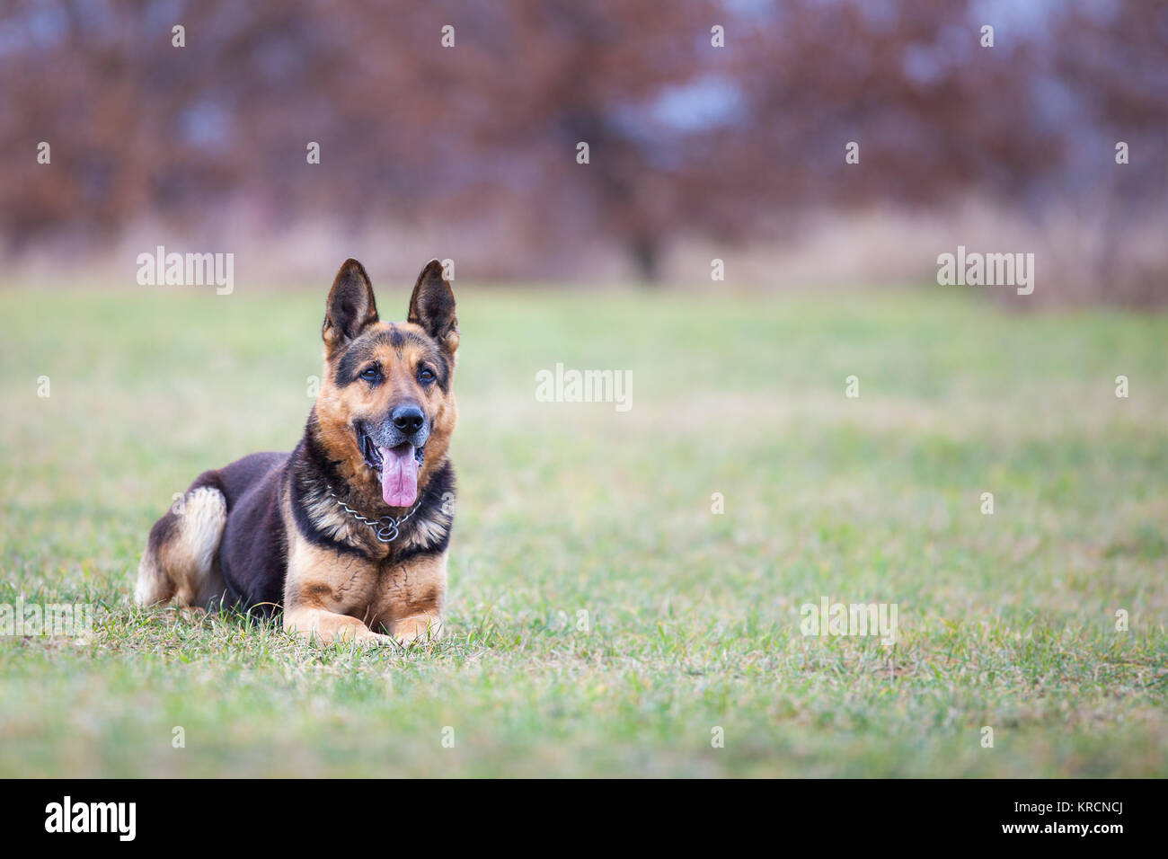 German shepherd dog Stock Photo - Alamy