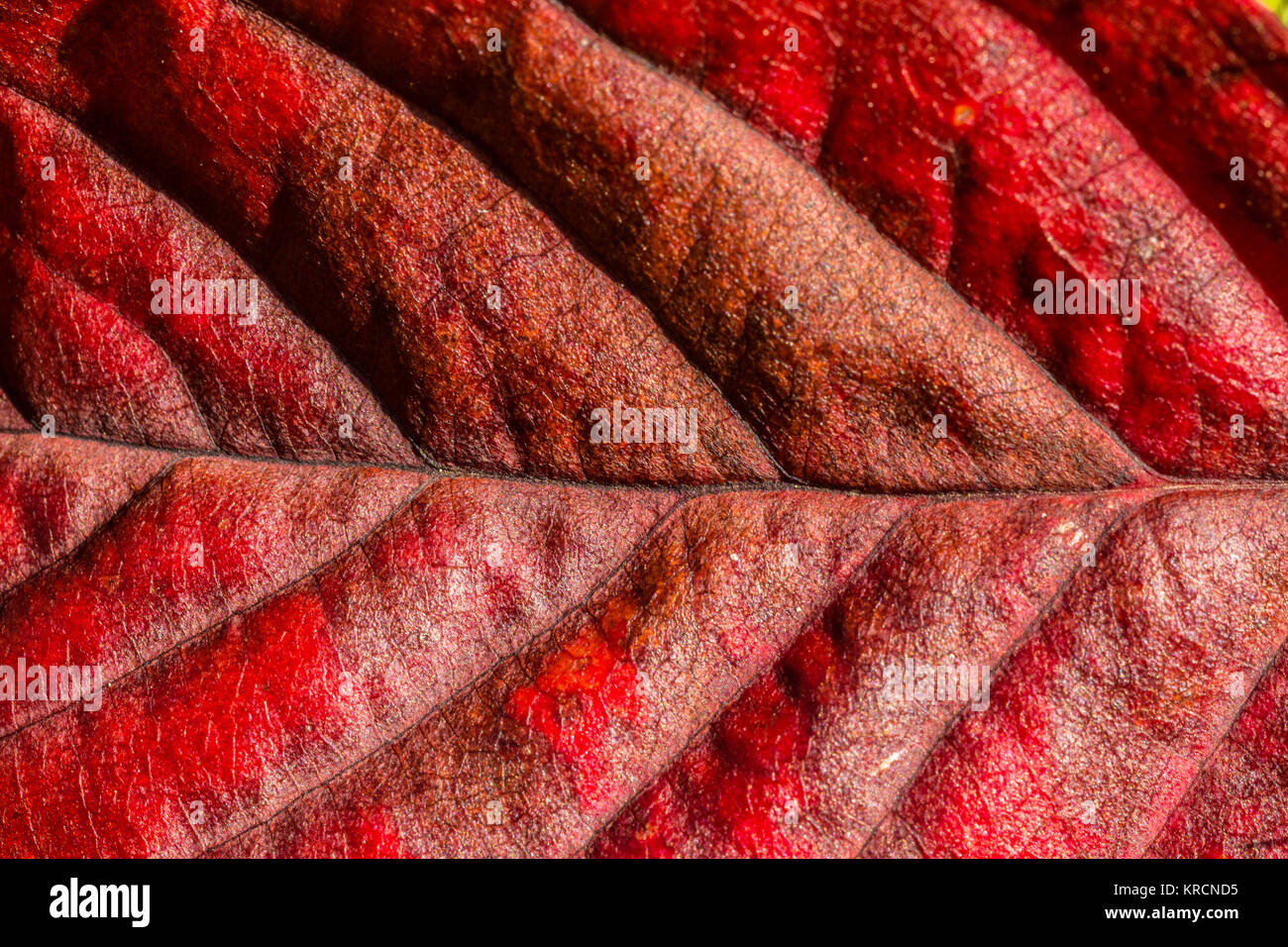 Fallen red leaf and its leaf veins Stock Photo - Alamy