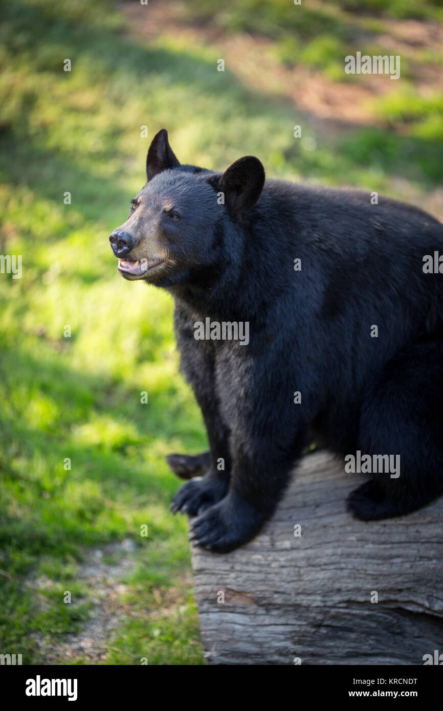 American black bear (Ursus americanus Stock Photo - Alamy
