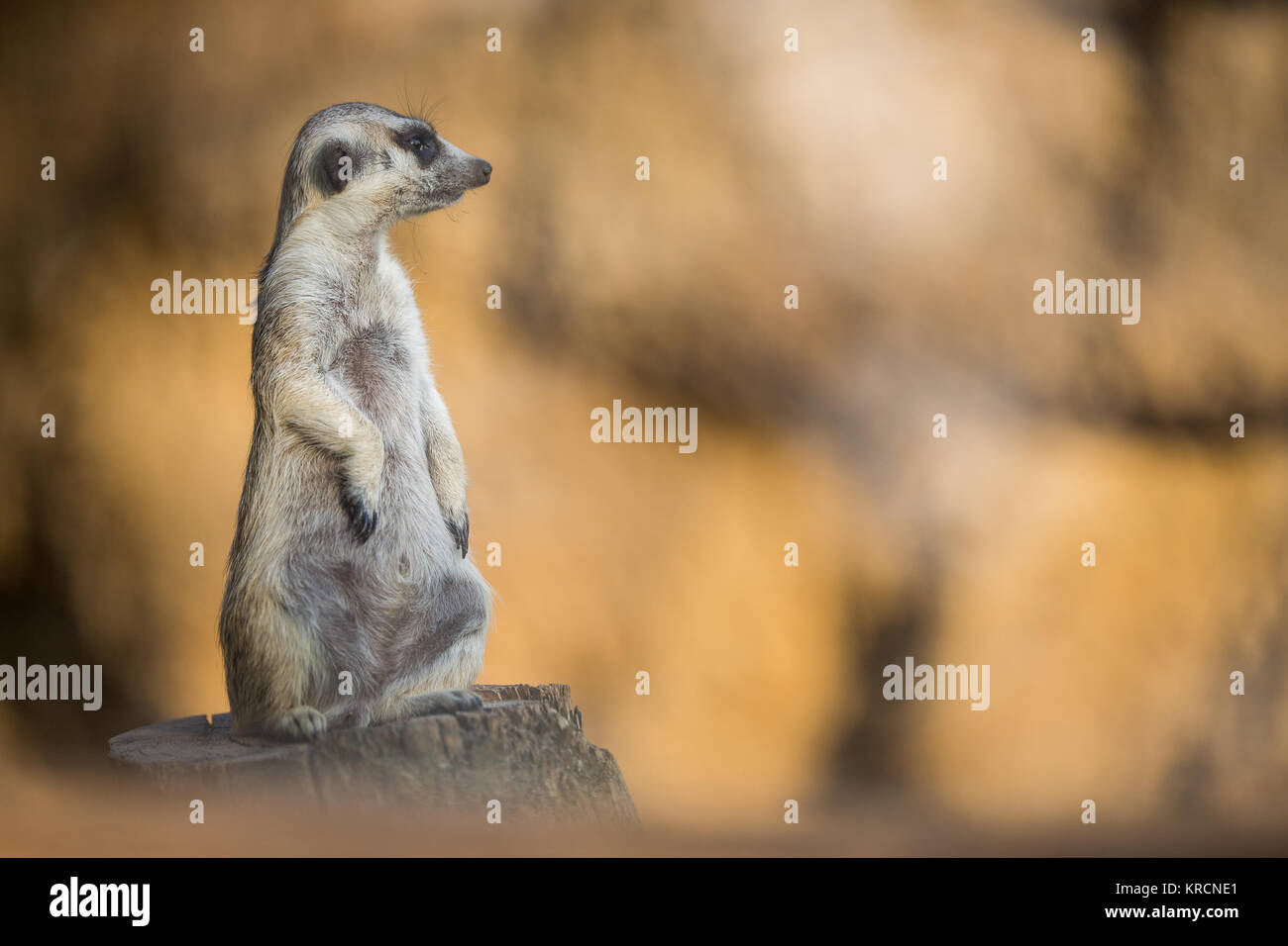 Watchful meerkat standing guard Stock Photo - Alamy