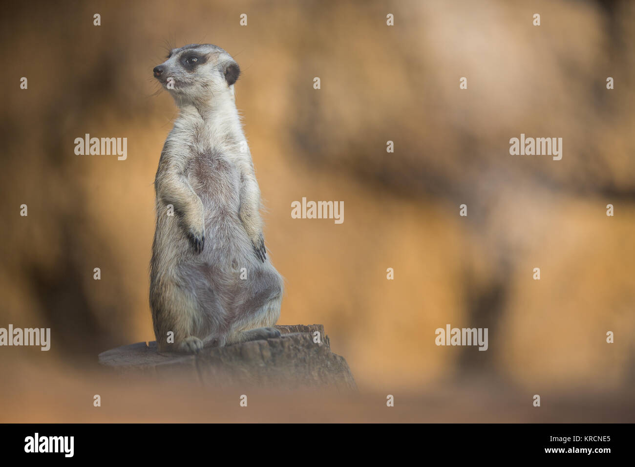Watchful meerkat standing guard Stock Photo - Alamy