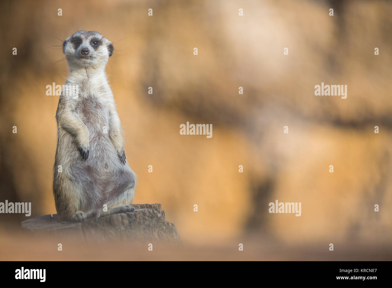 Watchful meerkat standing guard Stock Photo - Alamy