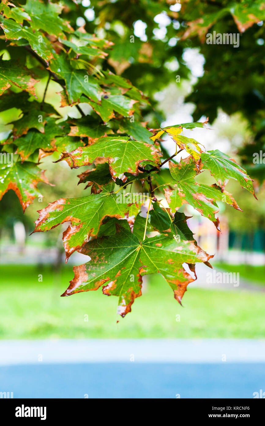 wet leaves of maple tree in rainy autumn day Stock Photo - Alamy