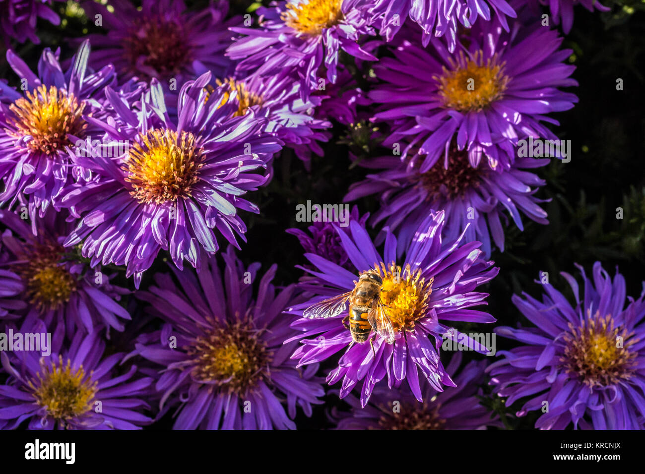 Violet colored flower hi-res stock photography and images - Alamy