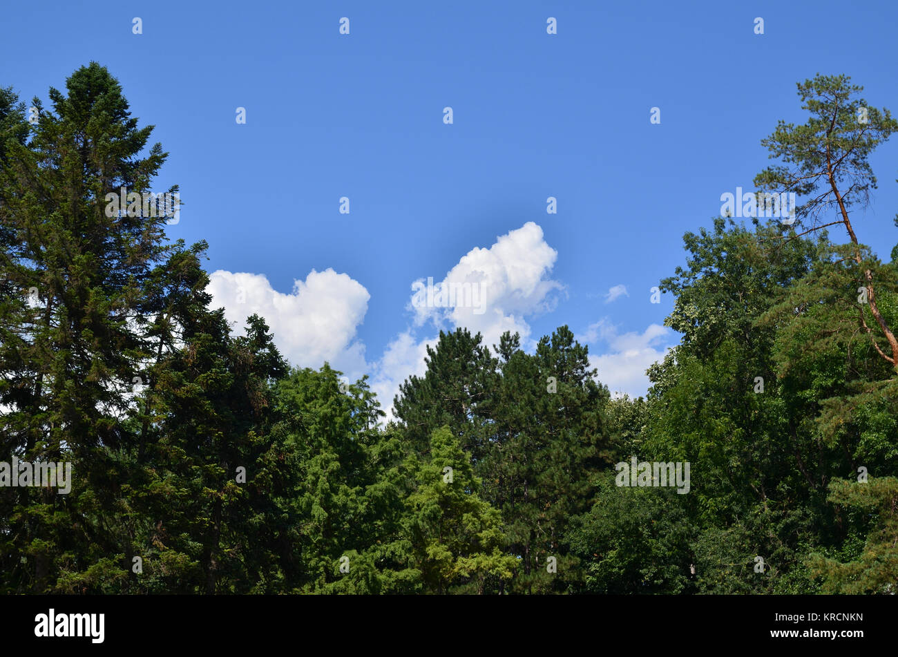 Green conifer tree and blue sky with clouds Stock Photo - Alamy