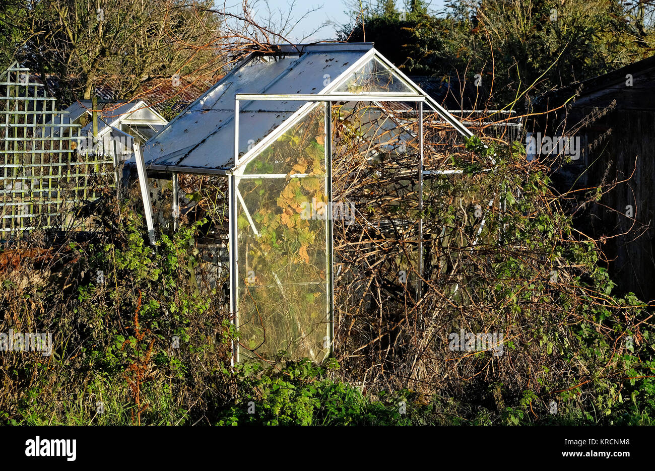 overgrown greenhouse in an allotment garden, norfolk, england Stock ...