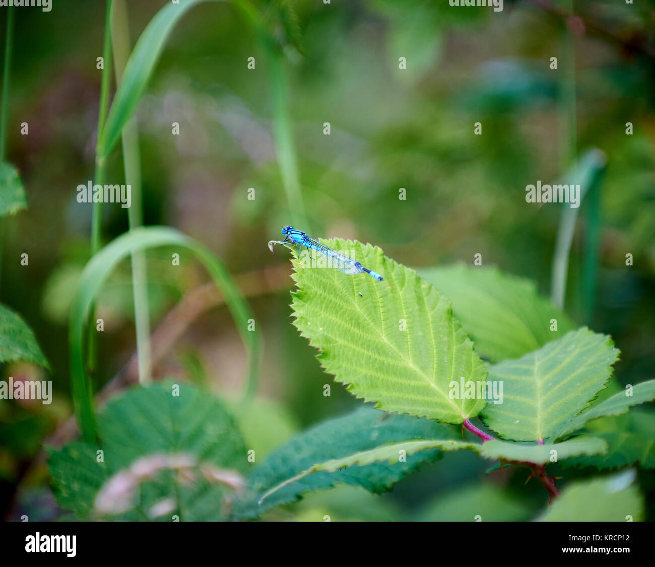 Common Blue Damselfly Enallagma cyathigerum Stock Photo - Alamy