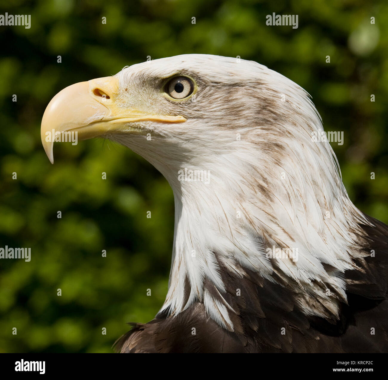 Bald or White headed Eagle (Haliaeetus leucocephalus Stock Photo - Alamy