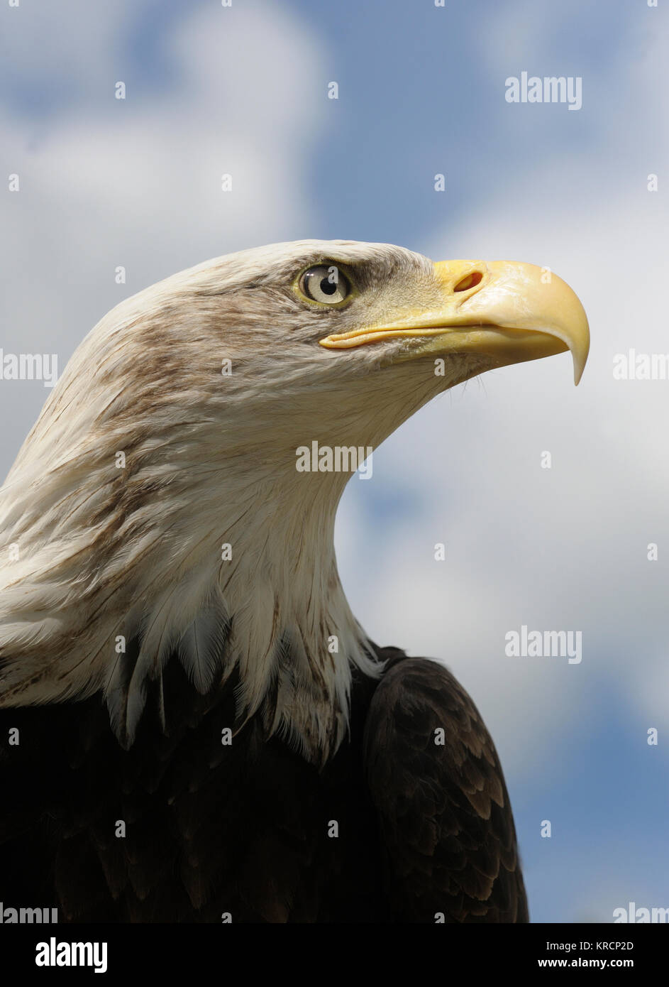 Bald or White headed Eagle (Haliaeetus leucocephalus Stock Photo - Alamy