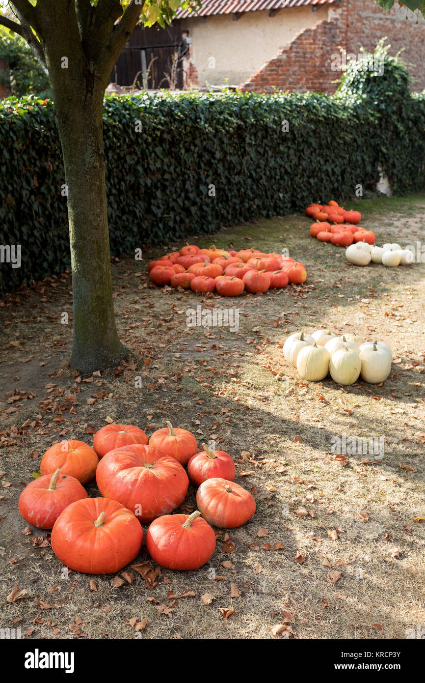 Ripe autumn pumpkins on the farm Stock Photo - Alamy