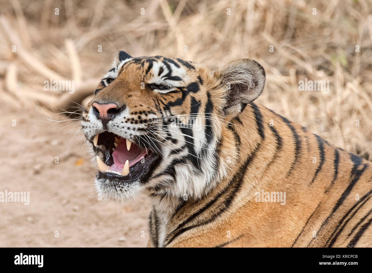 Königstiger (Panthera tigris tigris), auch Bengal-Tiger oder Indischer ...