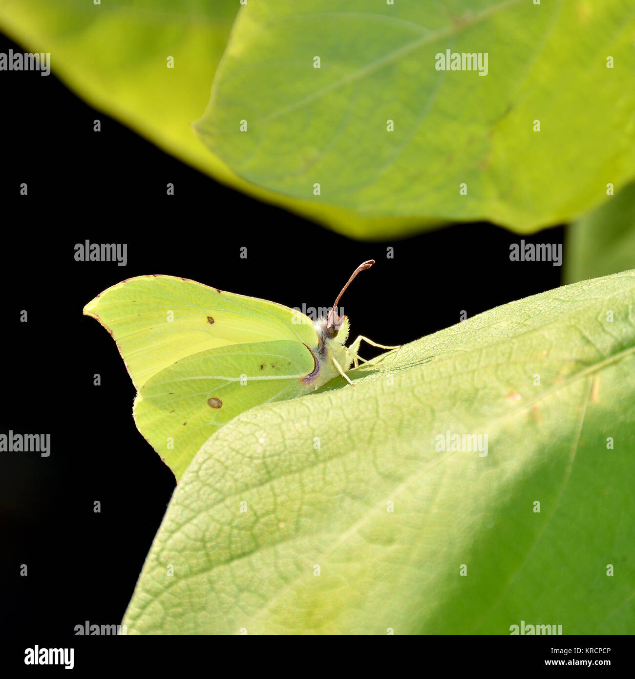 Brimstone hi-res stock photography and images - Alamy