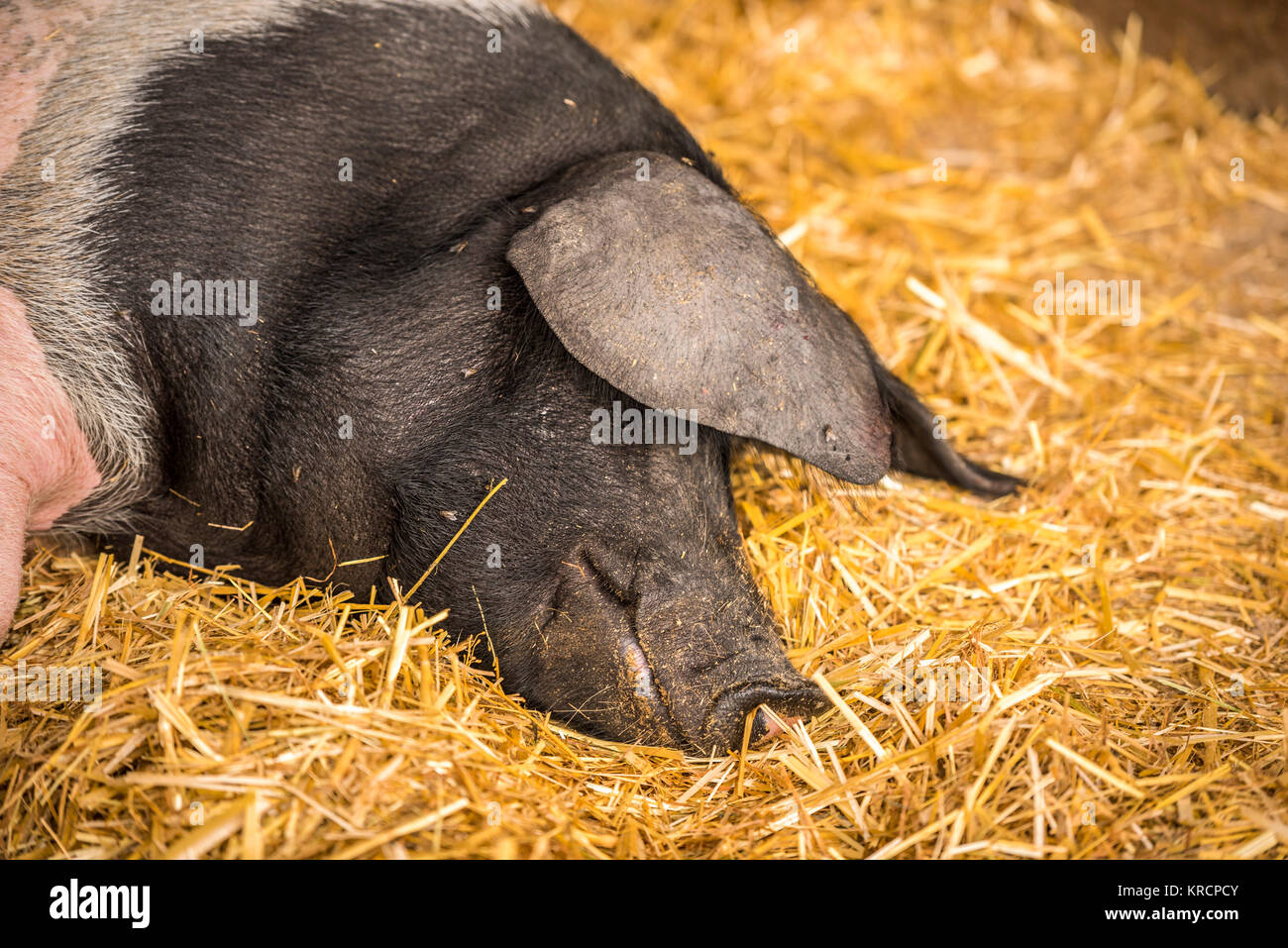 Black sleeping pig hi-res stock photography and images - Alamy