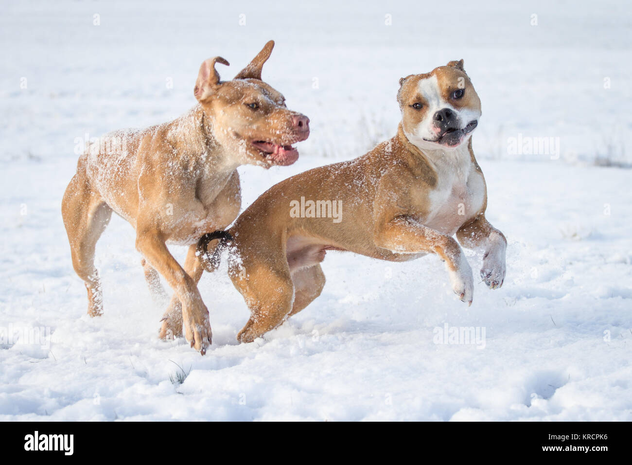 Whopper dog hi-res stock photography and images - Alamy