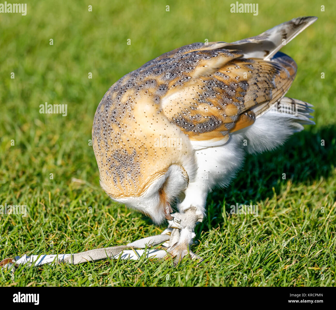 Picking feathers hi-res stock photography and images - Alamy