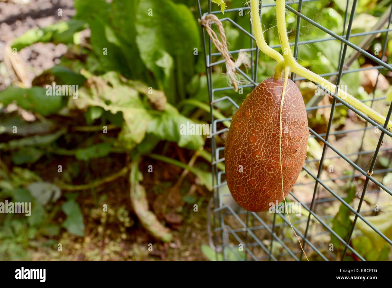 Brown Russian cucumber growing on the vine Stock Photo - Alamy